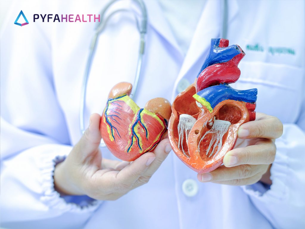 Ada Berapa Katup pada Jantung Manusia? Ini Penjelasannya