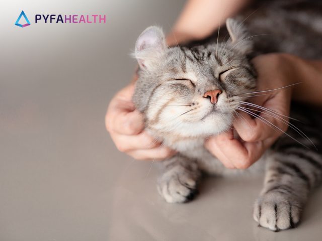 Cara Merawat Kucing yang Tepat agar Terhindar dari Penyakit