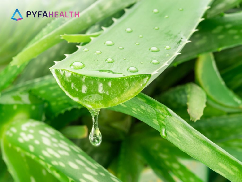 7 Manfaat Lidah Buaya untuk Kesehatan, Bisa untuk Melembapkan Kulit